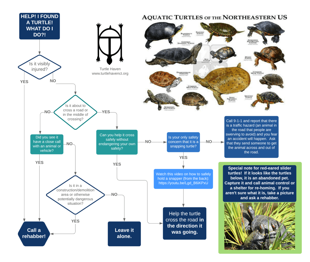 I found a turtle! NOW WHAT?! – Turtle Haven