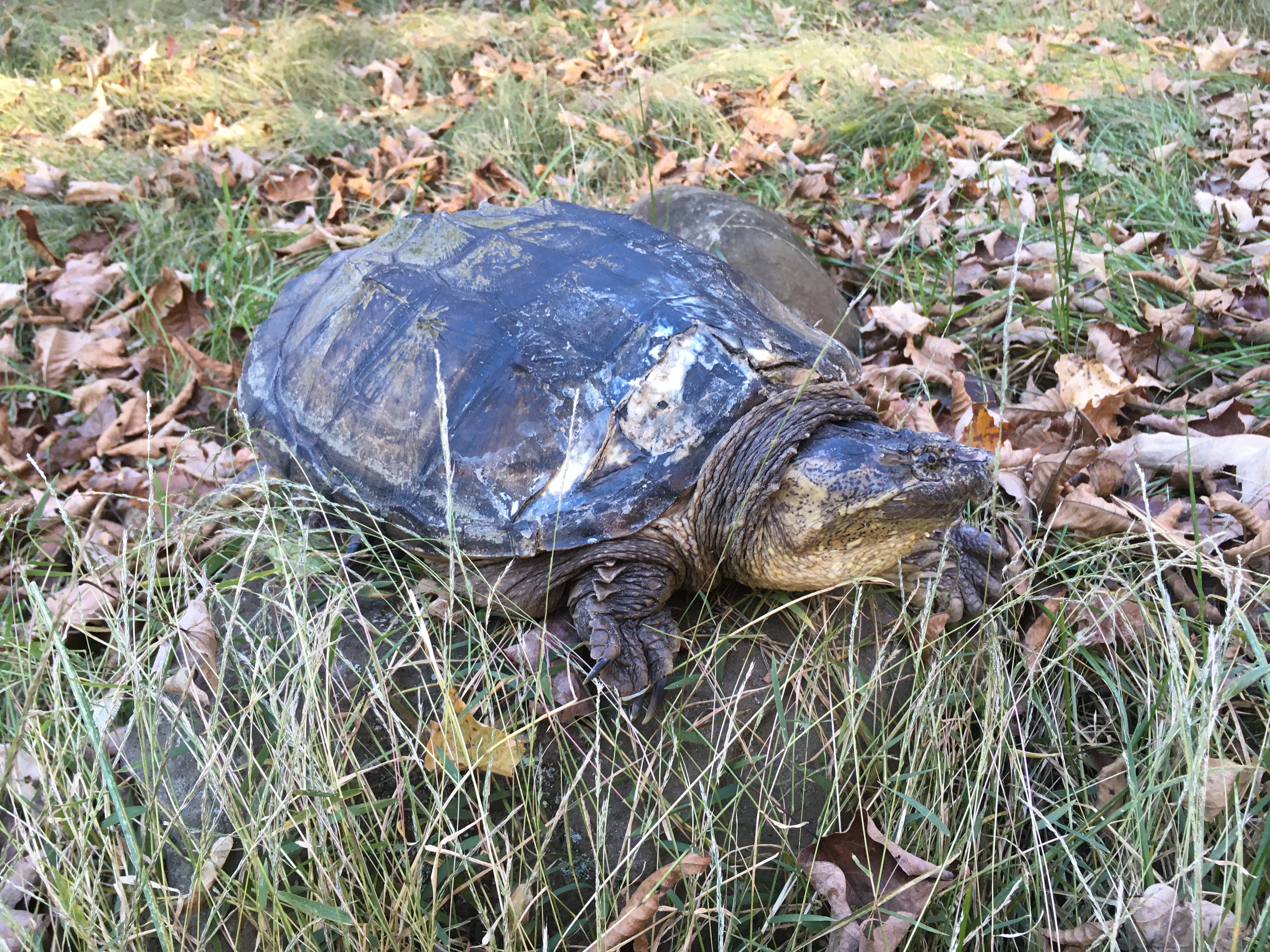 Farewell Claude Magnus – Turtle Haven
