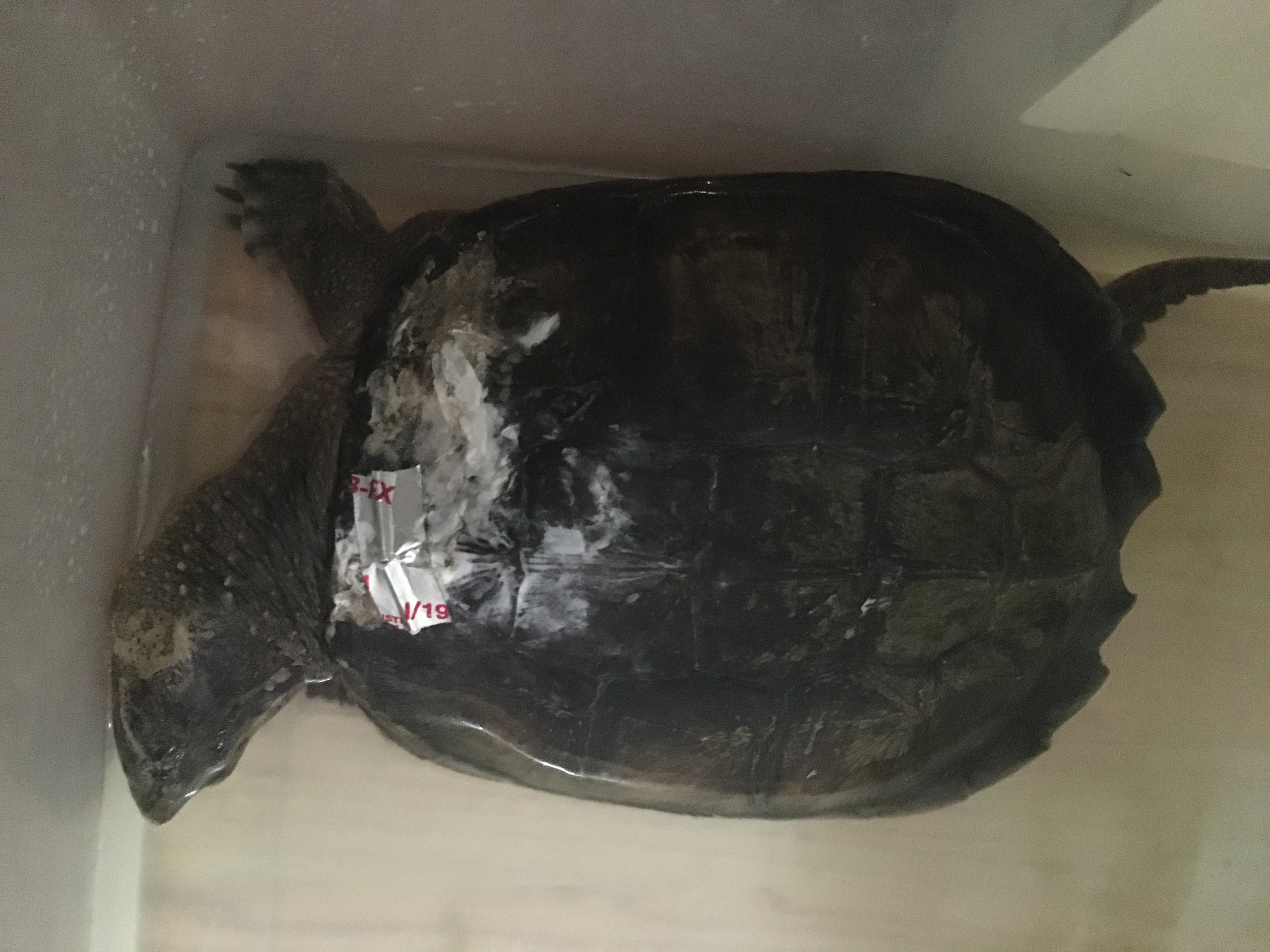Farewell Claude Magnus – Turtle Haven
