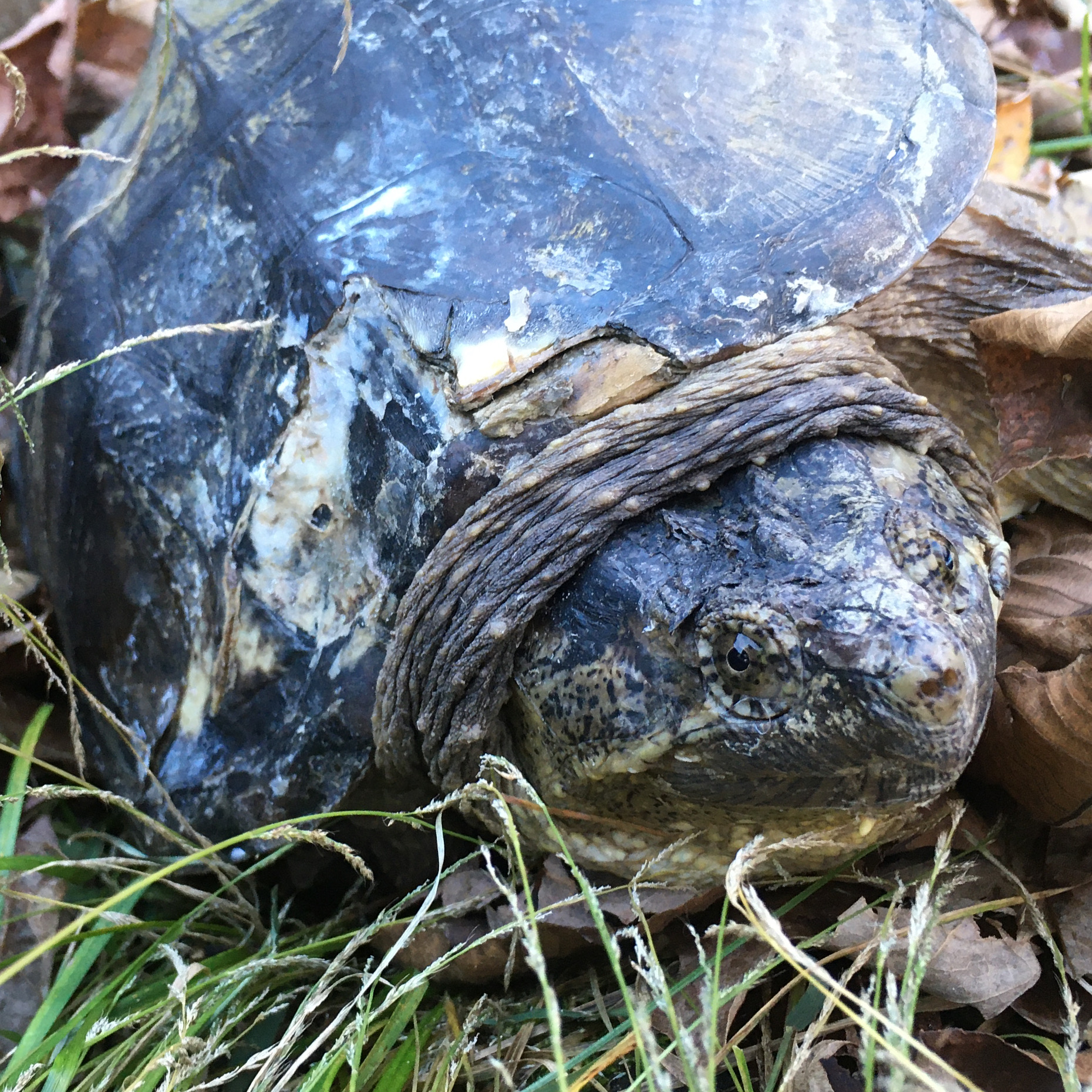 Farewell Claude Magnus – Turtle Haven